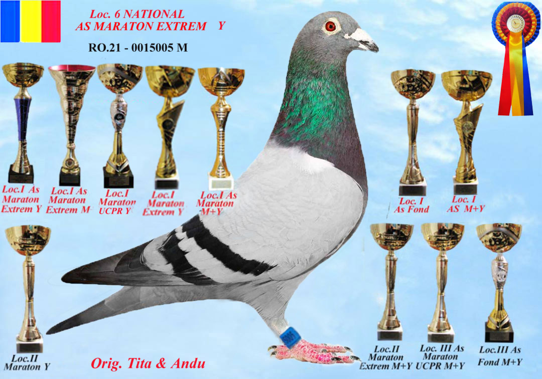 Porumbei voiajori - Tita & Andu